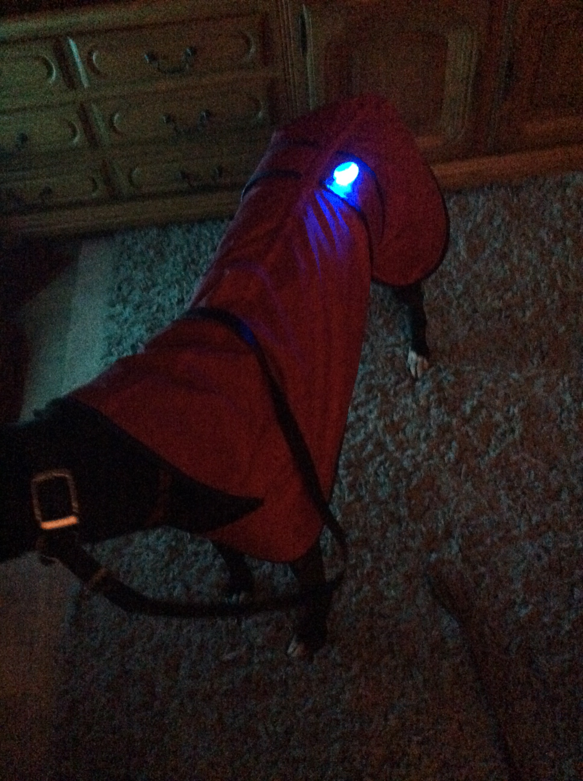 14. An unfortunate poo incident – by Chicken | Greyhounds In Charge