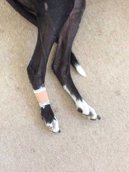 93. Sporting Injury – by Monty | Greyhounds In Charge
