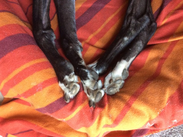 143. NHS Delivers Outstanding Care To Ailing Greyhound – by Chicken ...