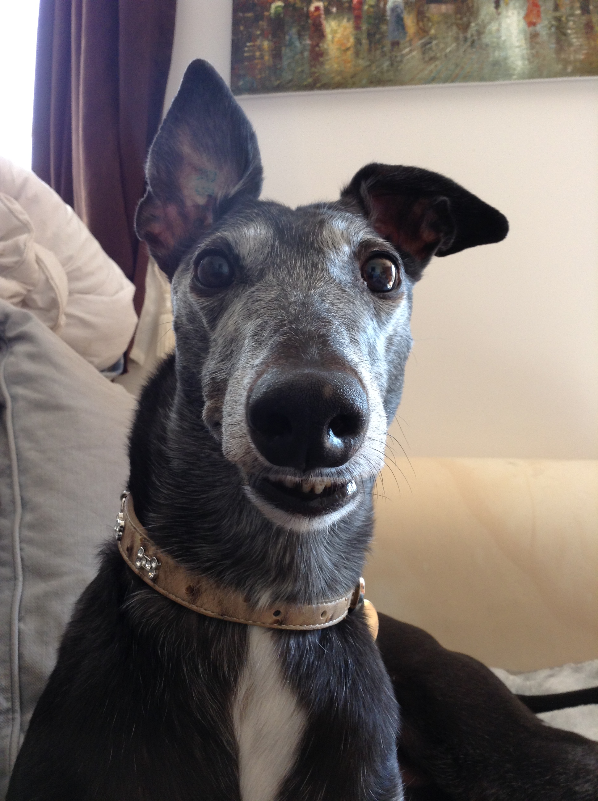 189. Official Camping Photograph – by Chicken | Greyhounds In Charge