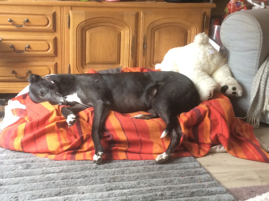 203. The Fat Greyhound Story – by Chicken | Greyhounds In Charge